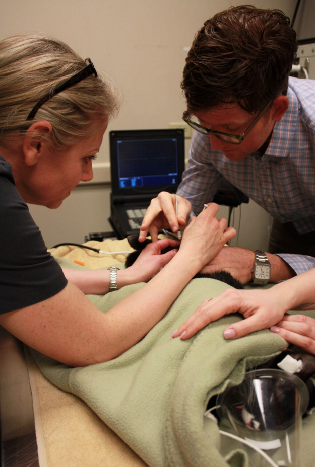 Cassidy the Kitten - The Blade Runner Cat - Canada West Veterinary ...