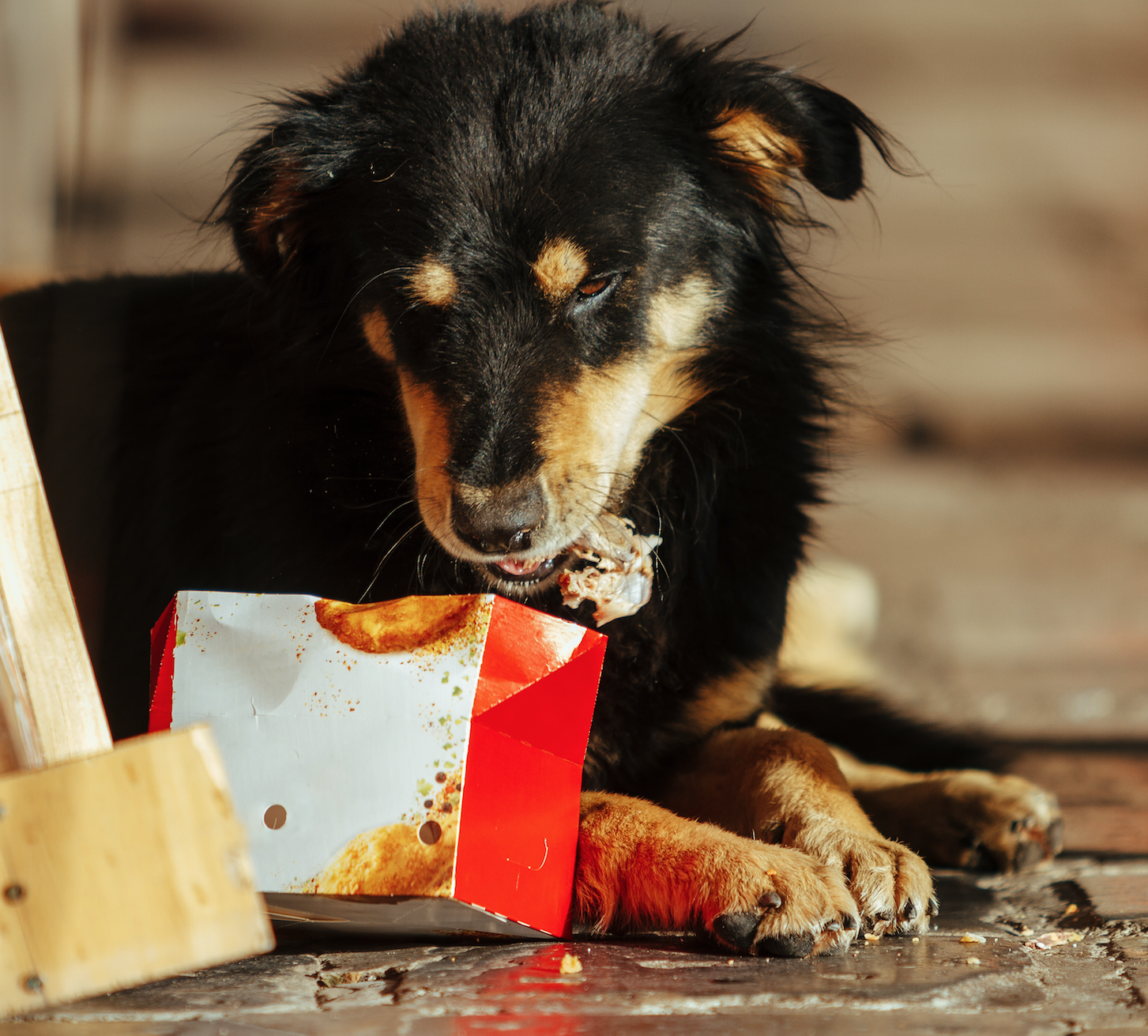 Oh Barf: Vomit versus Regurgitation: What’s the difference and what’s ...