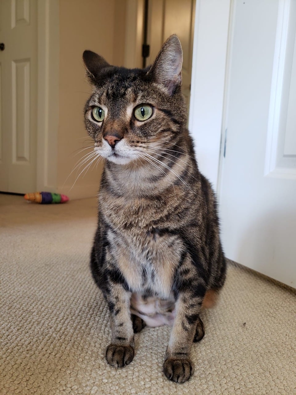 Kidney Cat - the story of Ruckus - Canada West Veterinary Specialists