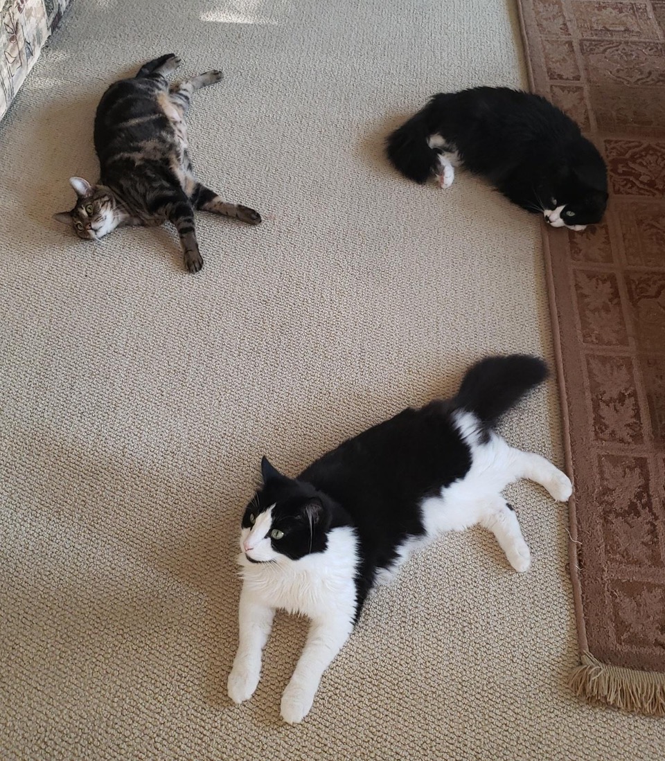 Kidney Cat - the story of Ruckus - Canada West Veterinary Specialists